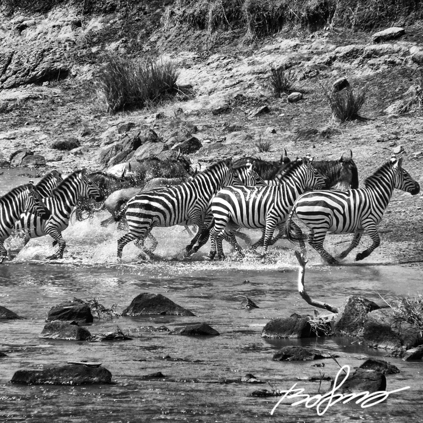 Zebras running at high speed trough the low water near the river bank ...
