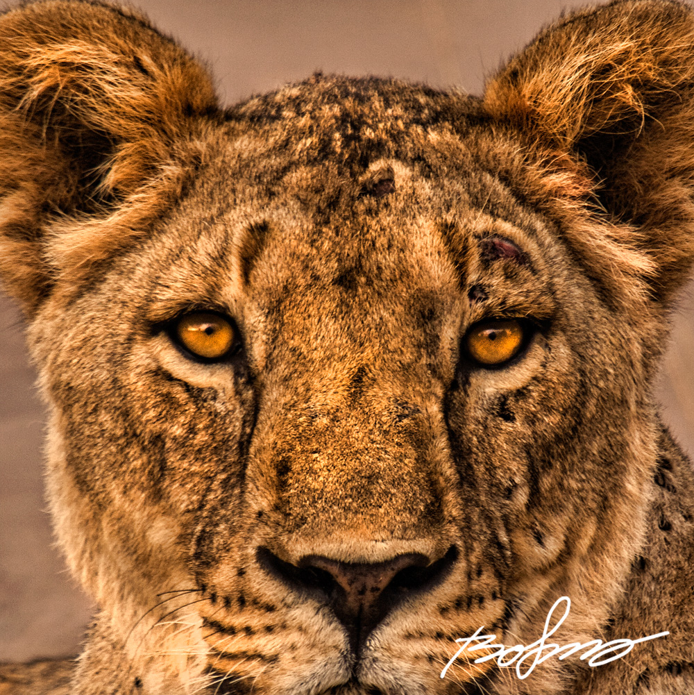 Scarred lion on the savanna – Bo Sorensen