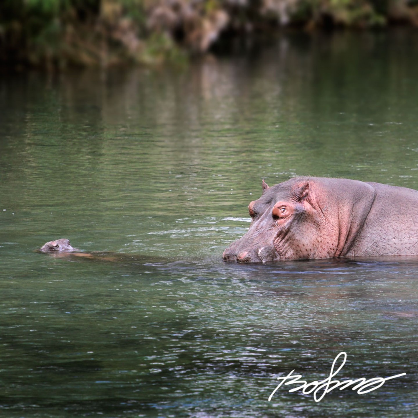 Hippos mating in Mzima Springs – Bo Sorensen
