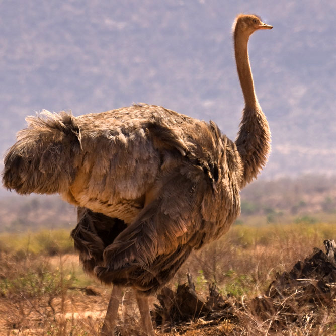 Ostrich in the Samburu National Reserve – Bo Sorensen