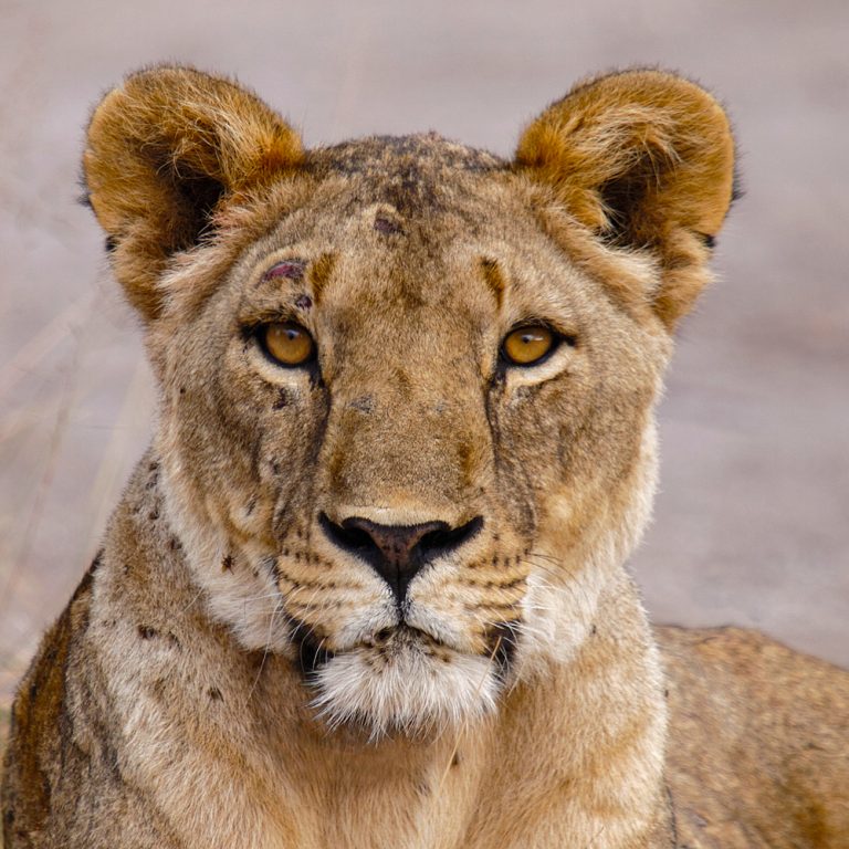 Scarred lion – Bo Sorensen