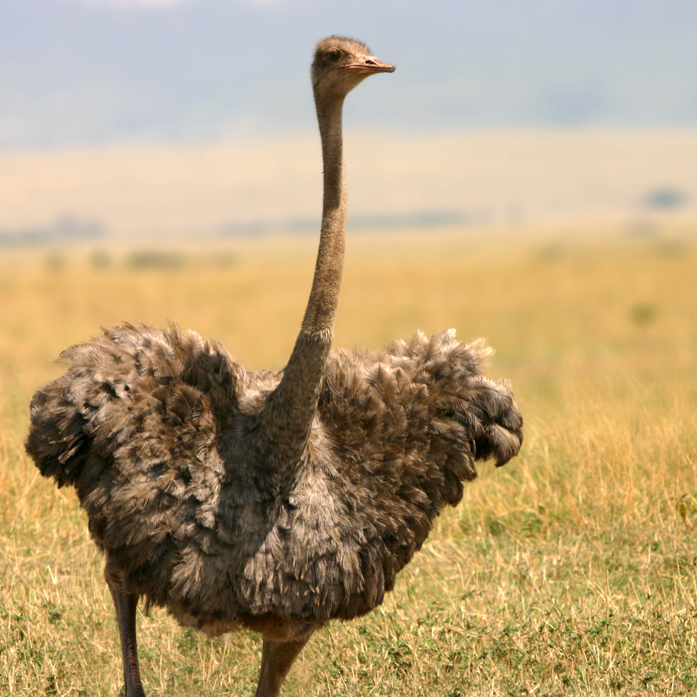 Ostrich – Bo Sorensen